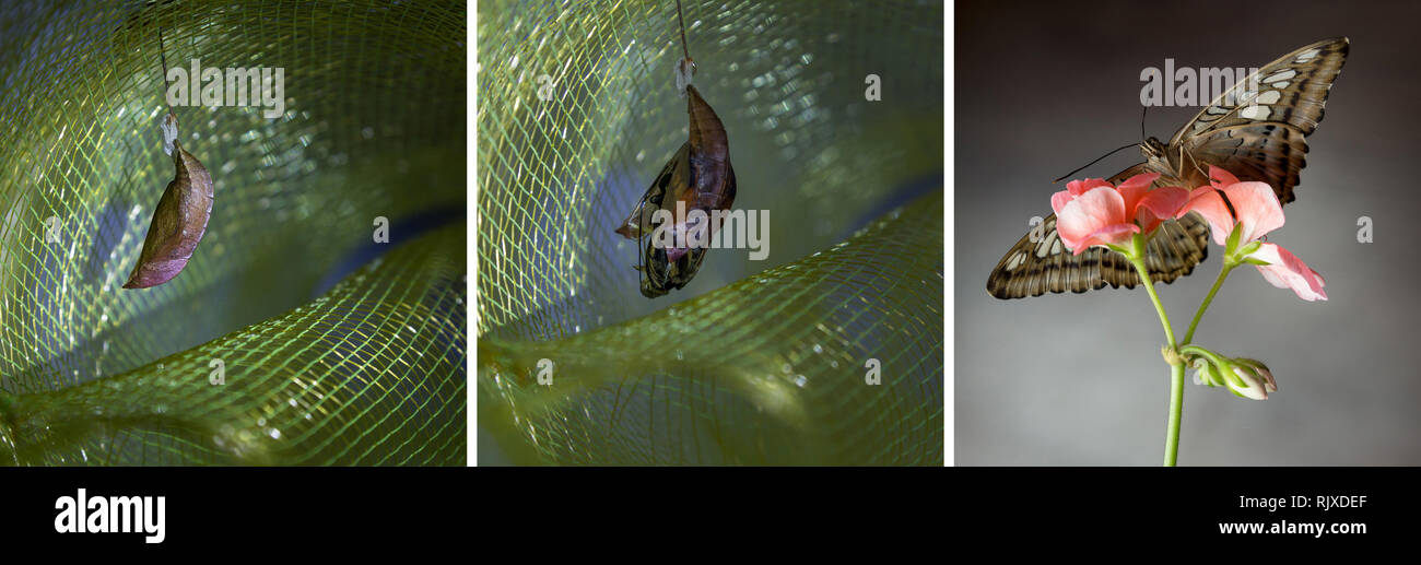 Butterfly metamorphosis sequence hi-res stock photography and images ...