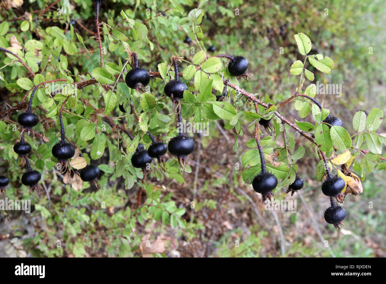 Briar, wild rose hip shrub in nature Stock Photo - Alamy