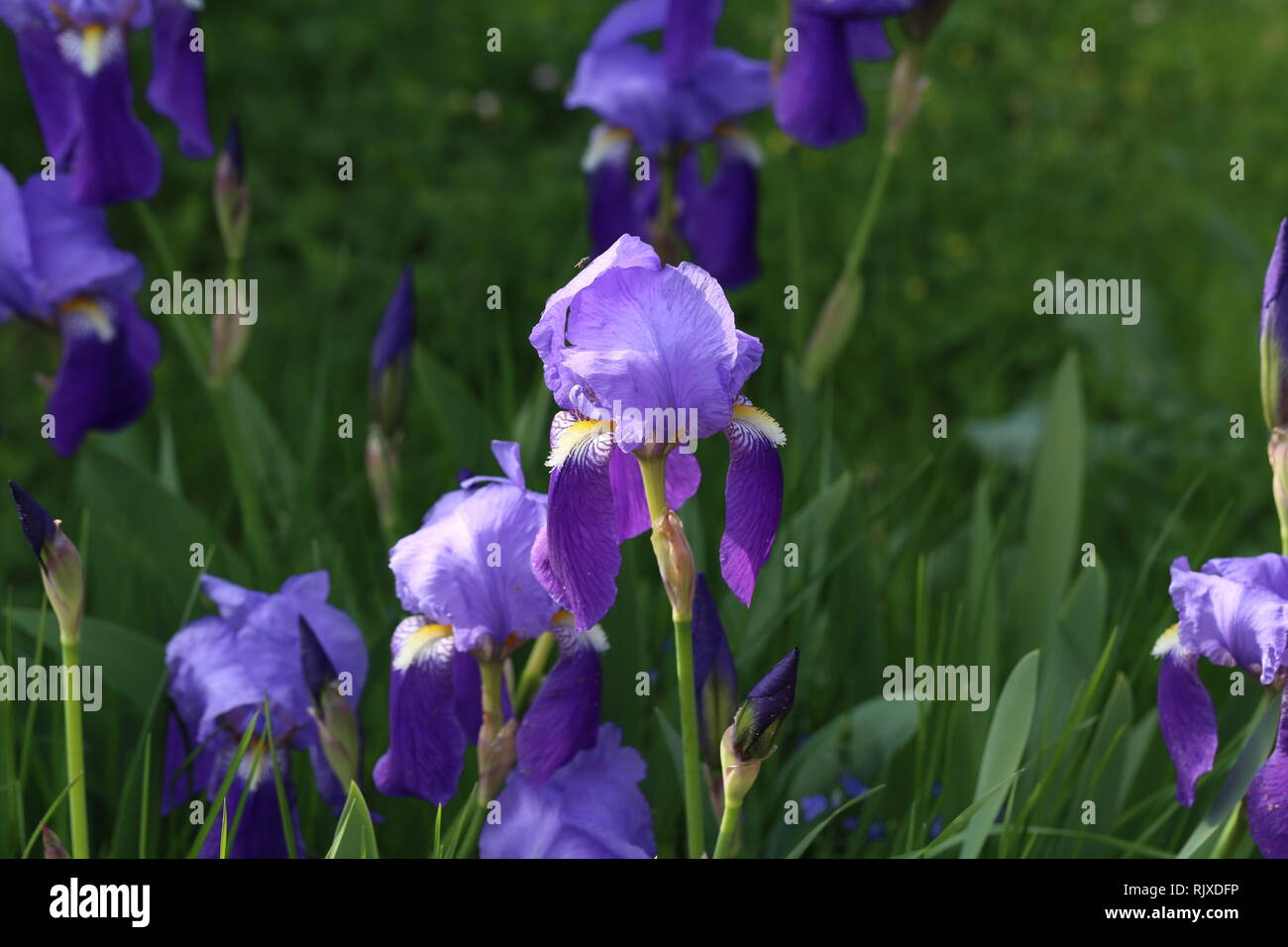 Violet and blue iris flowers closeup on green garden background Stock ...
