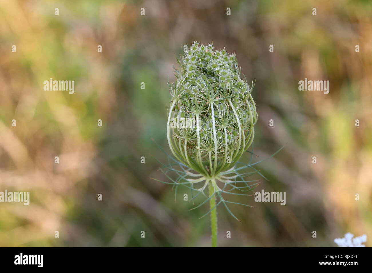 flowers and flower buds of wild carrot Stock Photo - Alamy
