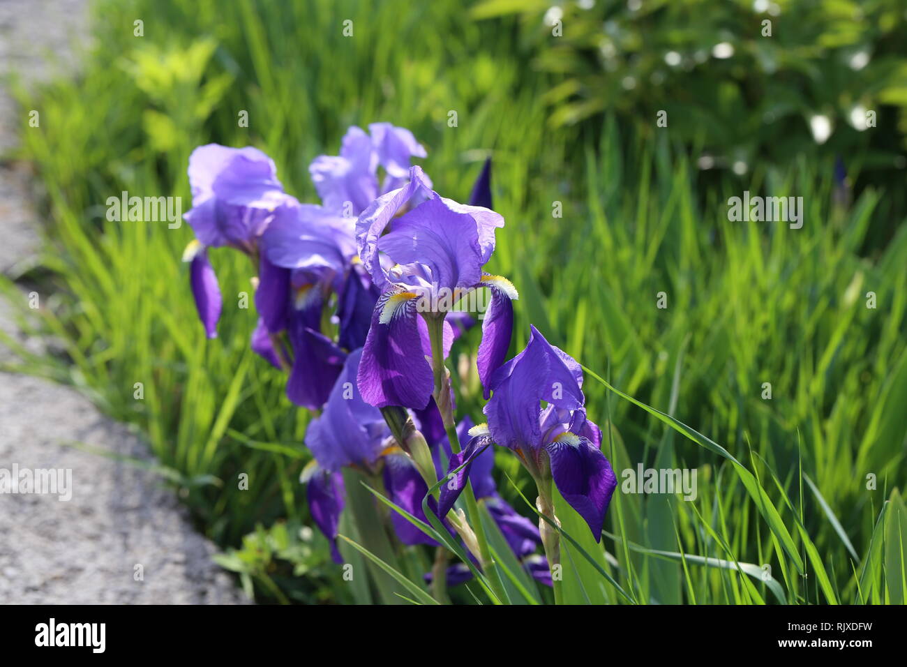 Violet and blue iris flowers closeup on green garden background Stock ...