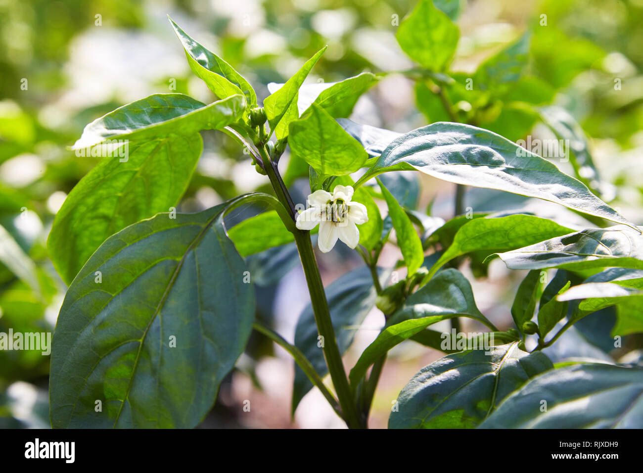 Paprika Flower