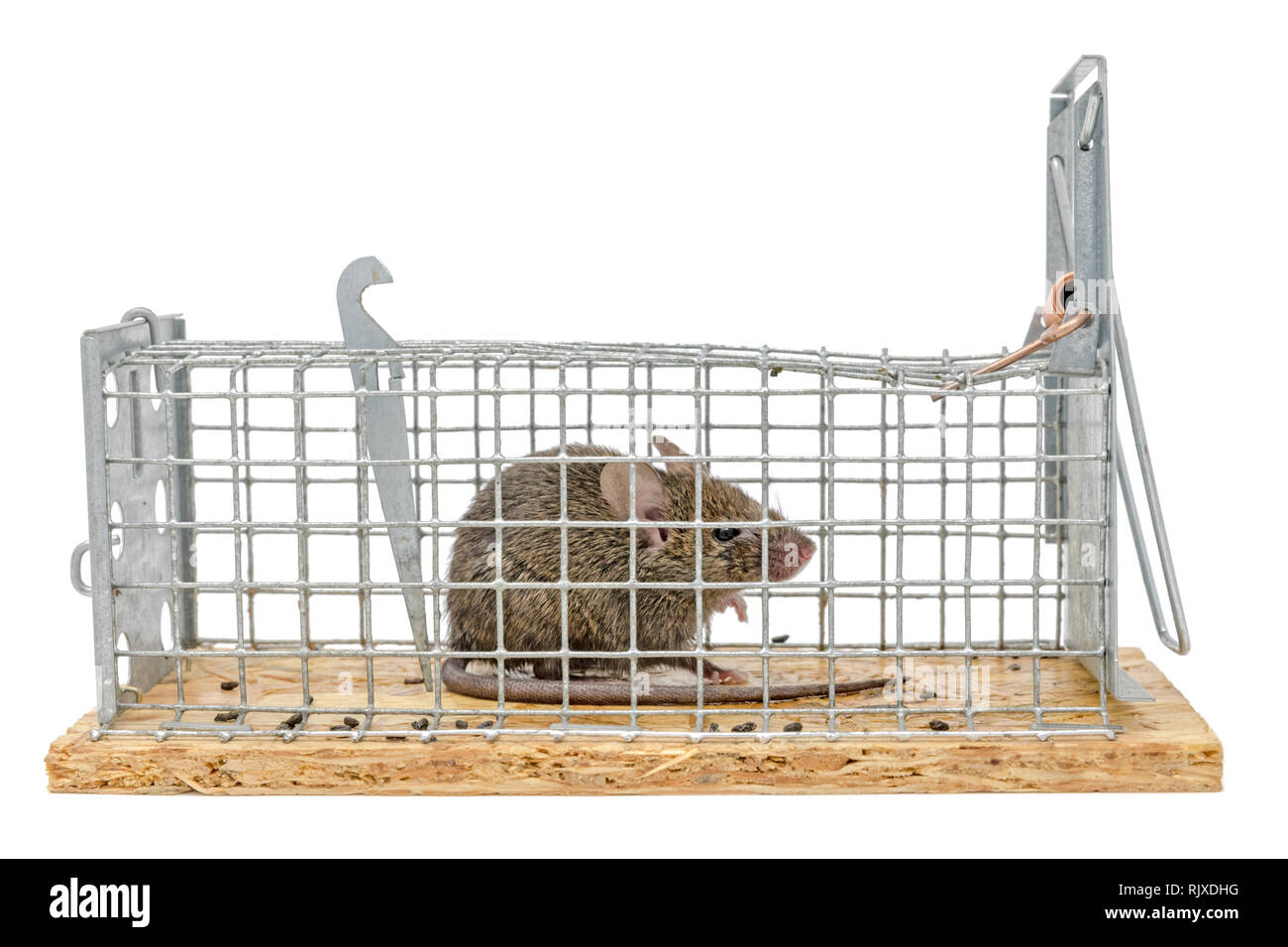 Little mouse sits trapped in a wire trap against blurred background ...