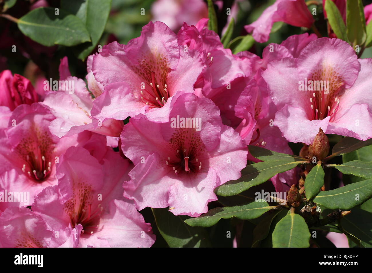 The rhododendrons are a genus of the family Ericaceae Stock Photo - Alamy