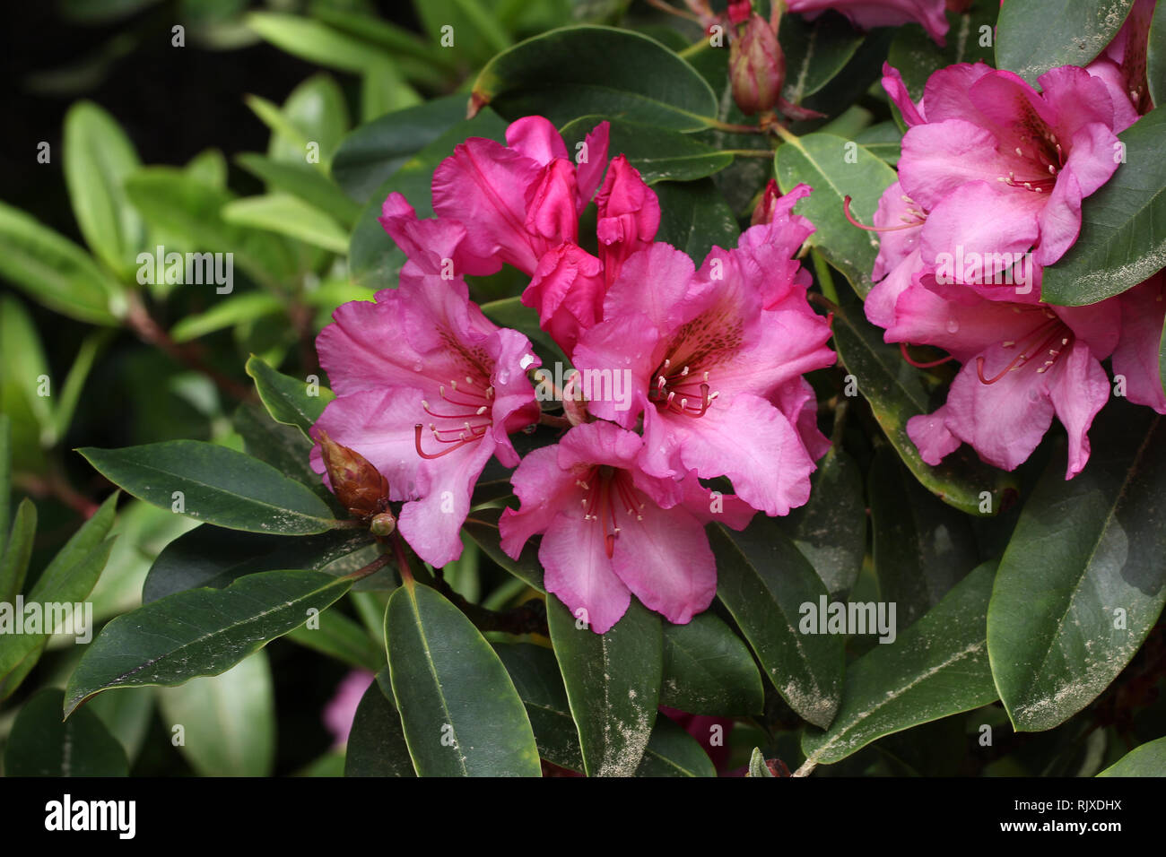 The rhododendrons are a genus of the family Ericaceae Stock Photo - Alamy