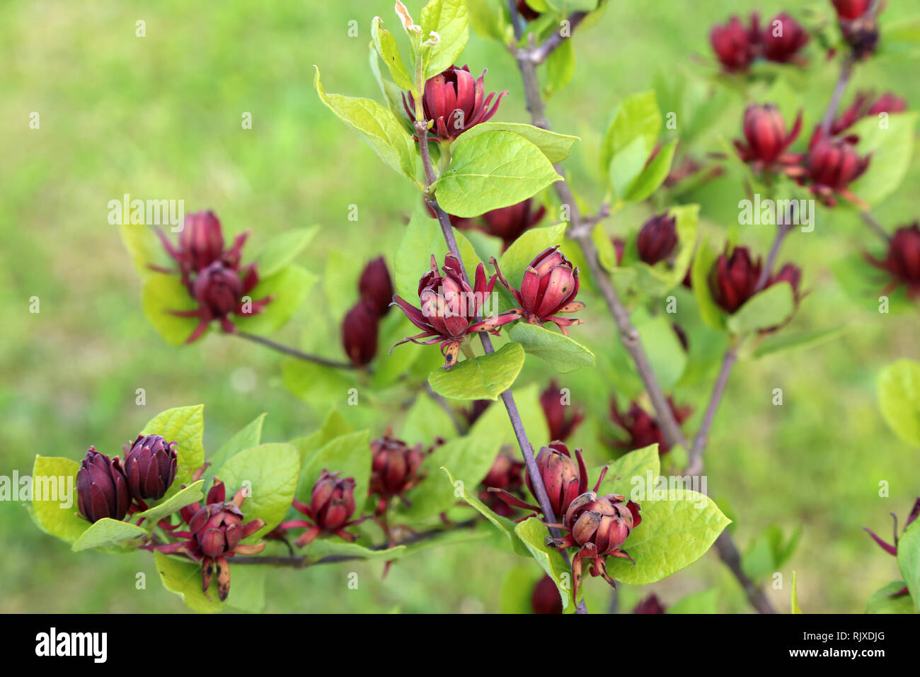 Spring flowering / Spring flowering of fruit trees Stock Photo - Alamy