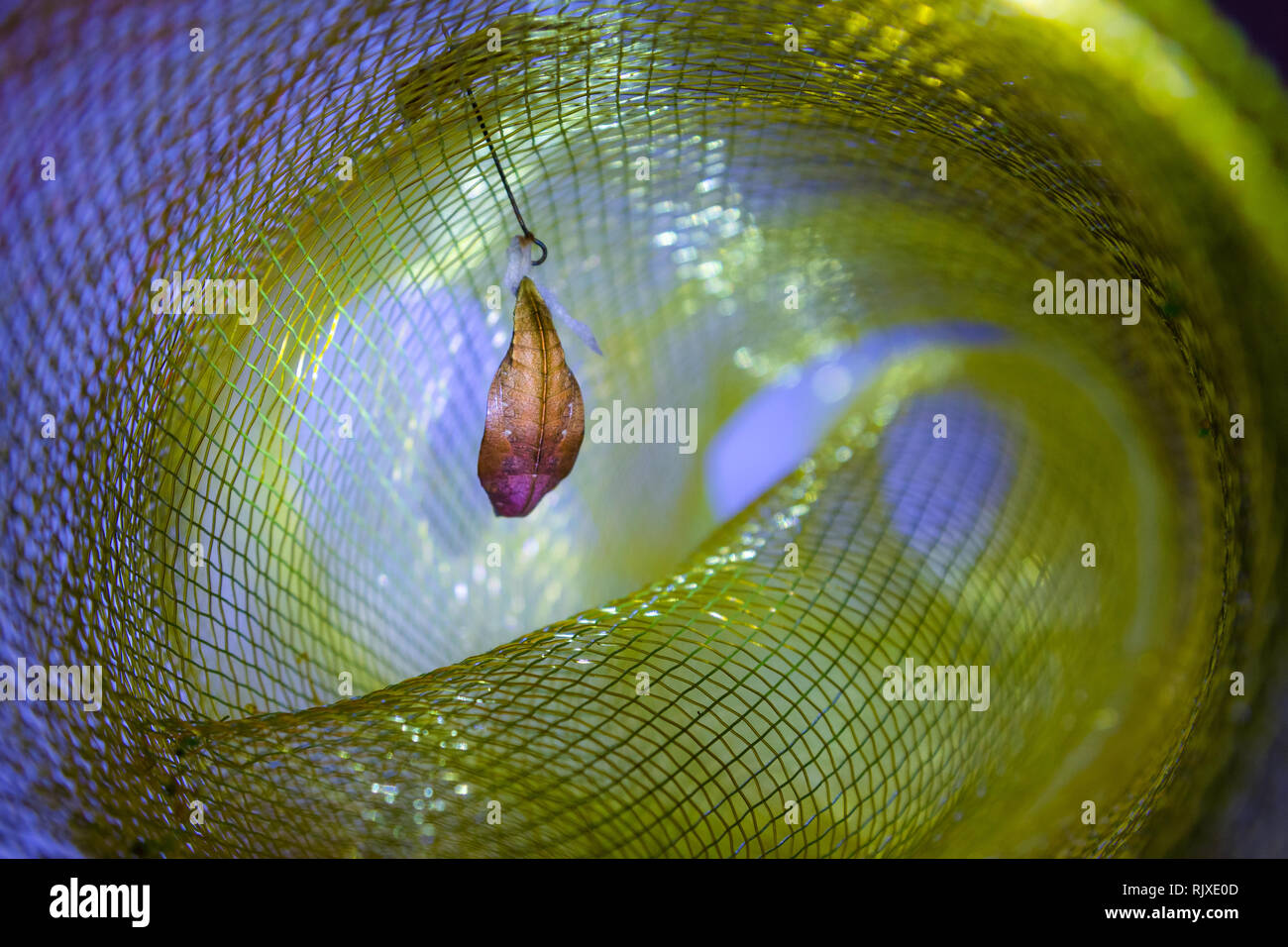 Hanging butterfly larva ready to complete metamorphosis, hanging pupa ...