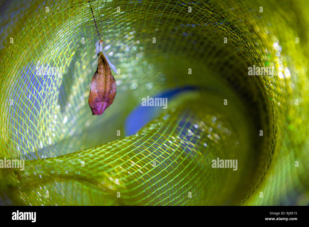 Hanging butterfly larva ready to complete metamorphosis, hanging pupa ...
