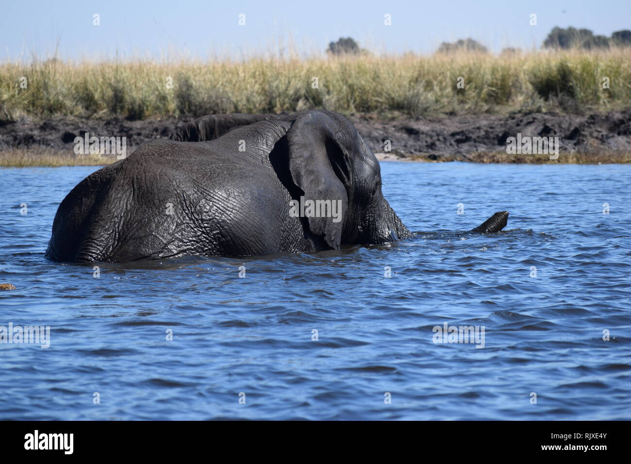 Elephant crossing a lake in Africa Stock Photo - Alamy