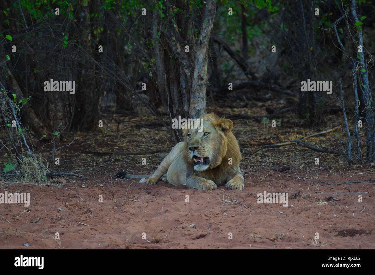 Grumpy Cat Lion King