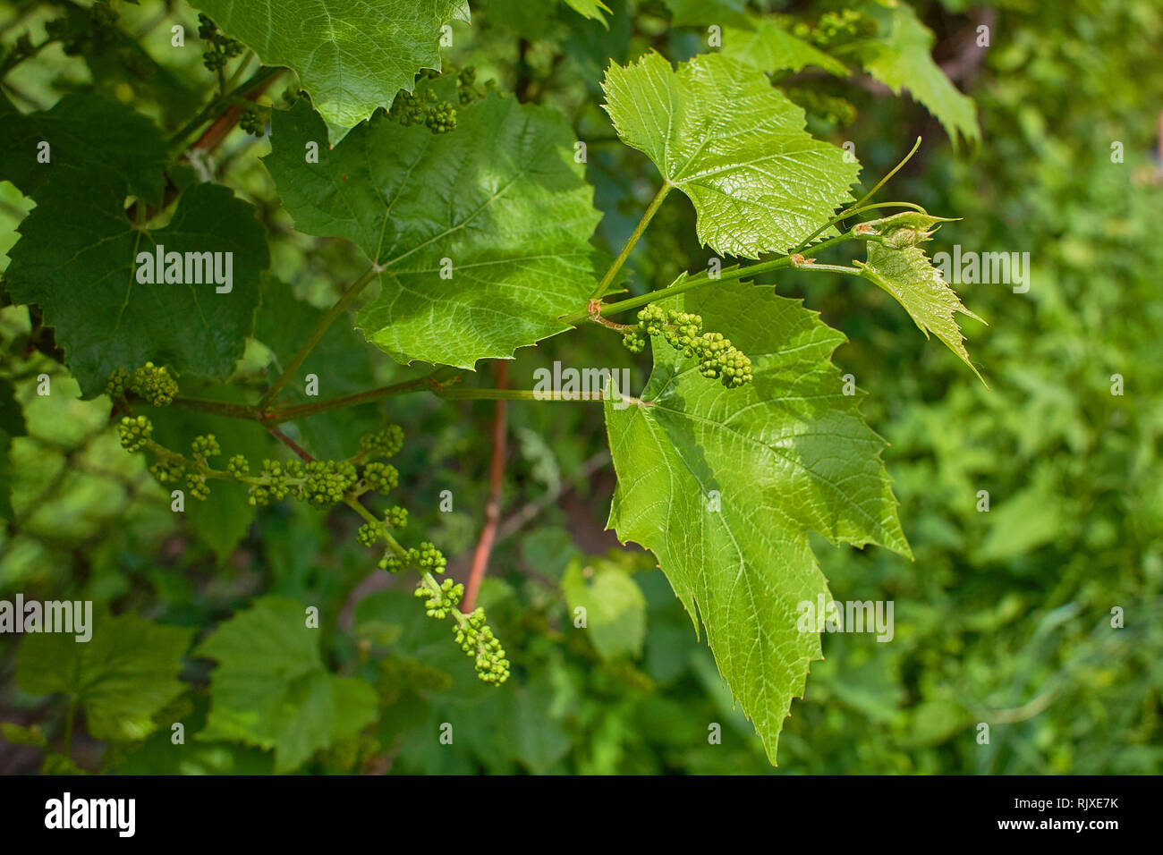 Baby Grapes. Closeup of view in beginning stage. Green flowers. The ...