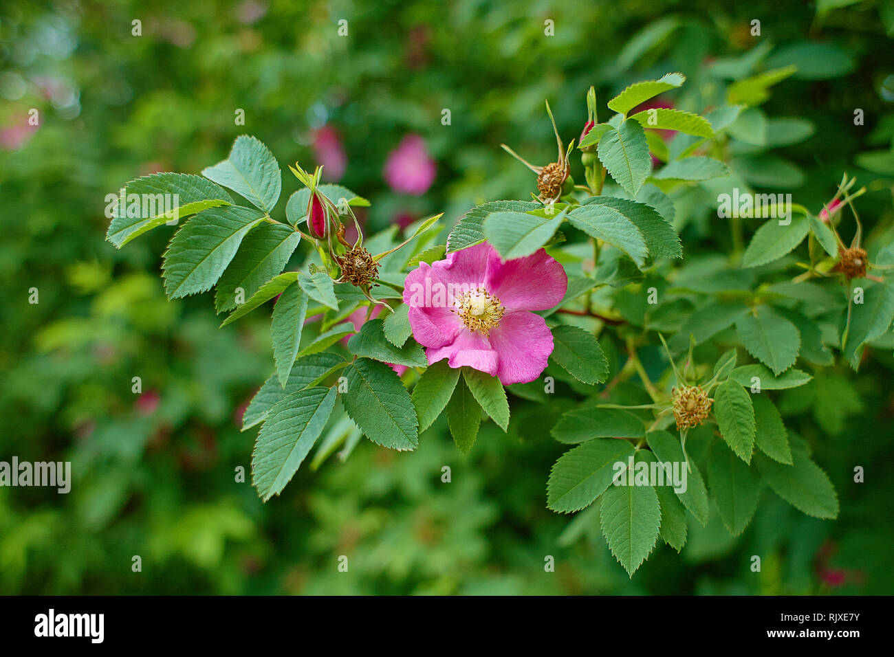 Photo of blooming brier (dog-rose Stock Photo - Alamy