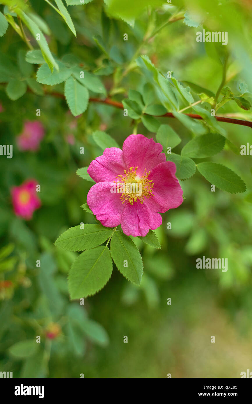 Photo of blooming brier (dog-rose Stock Photo - Alamy