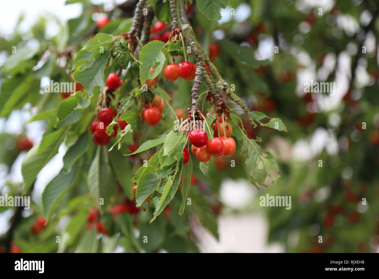 Cherries hanging on a cherry tree branch Stock Photo - Alamy