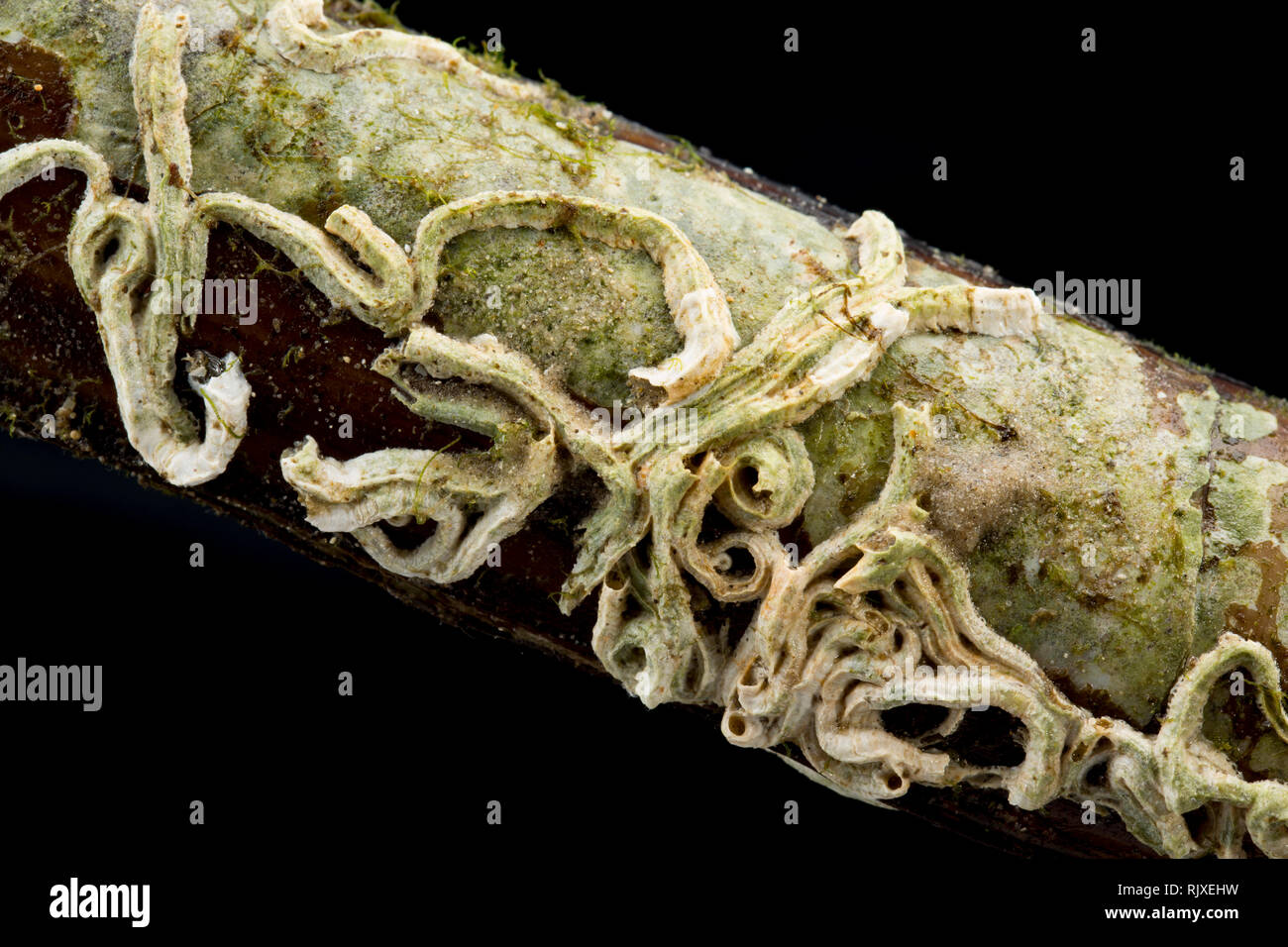 Clam on a black background hi-res stock photography and images - Alamy