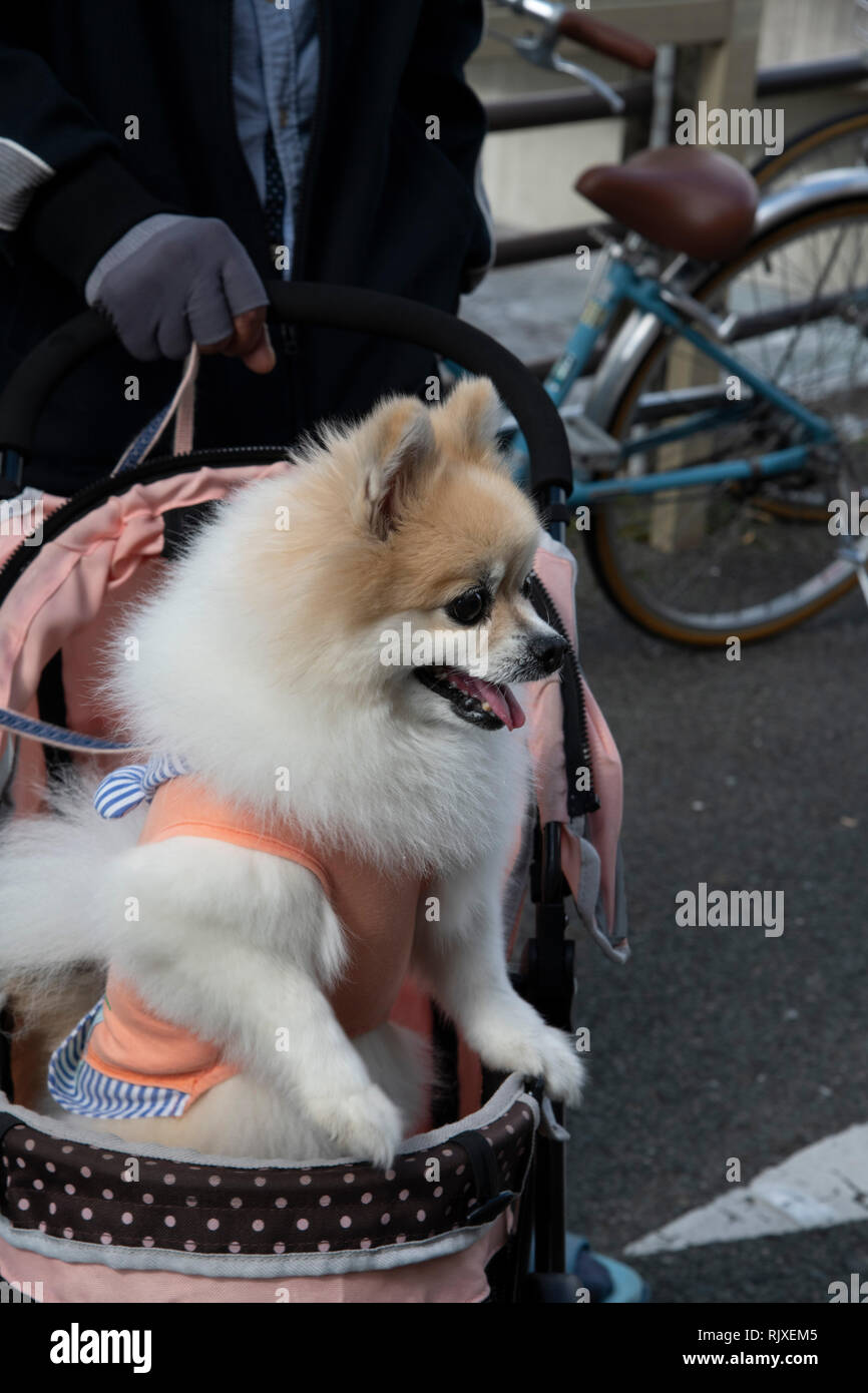 A small dog on parade in a stroller at the Takayama Hida Mayagawa ...