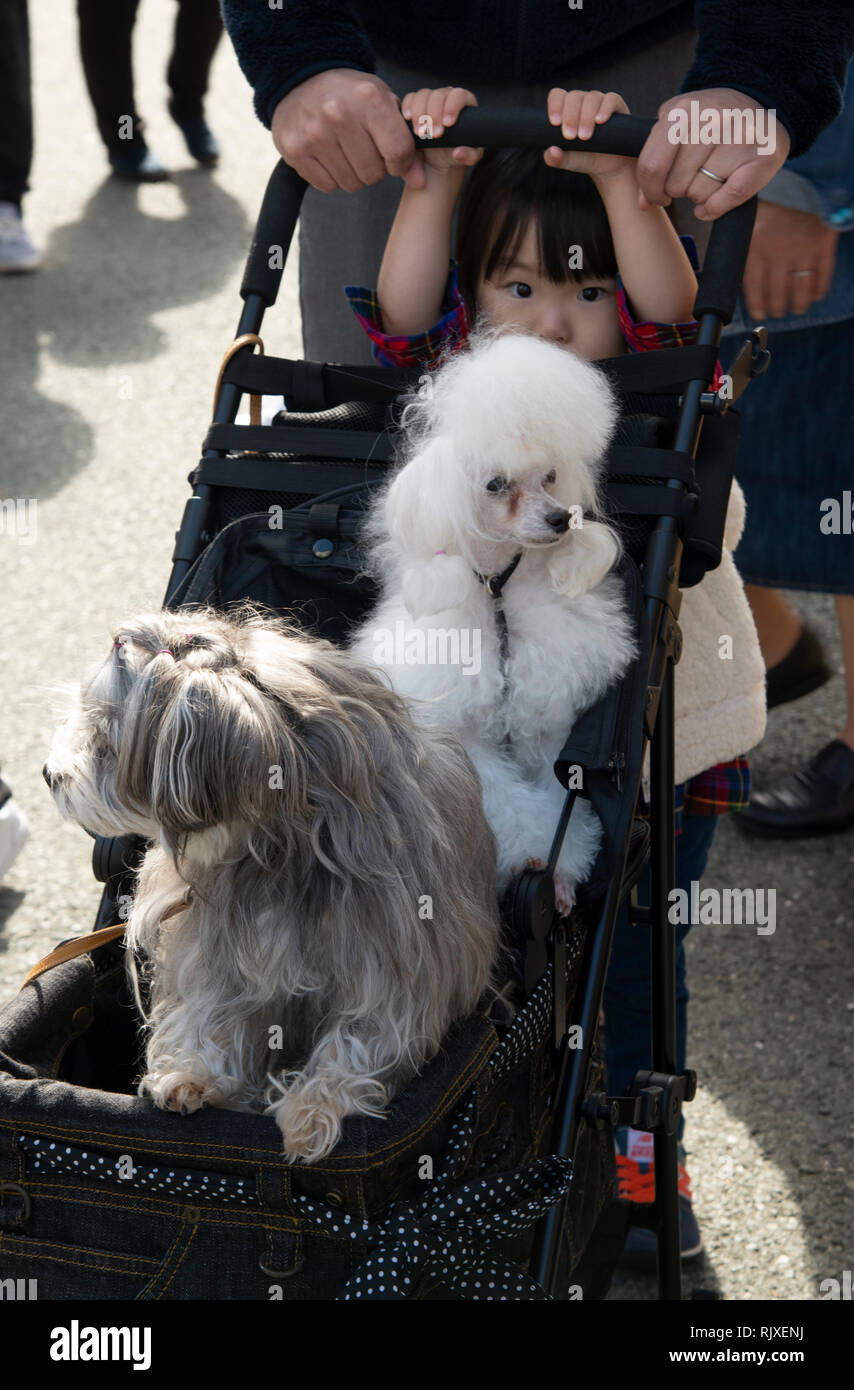 A little girl pushing a stroller containing two small dogs at the ...