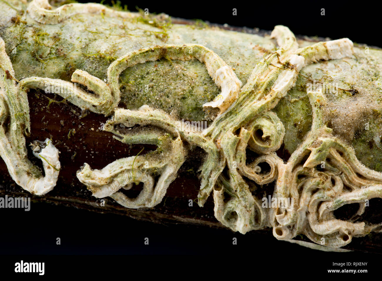 Tube worms hi-res stock photography and images - Alamy