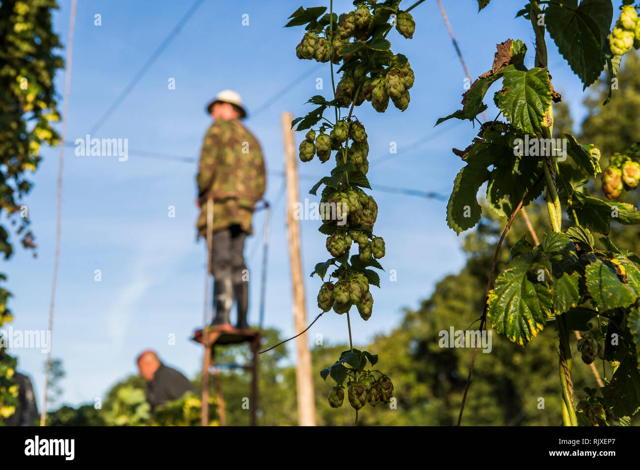 Kent hop pickers hi-res stock photography and images - Alamy