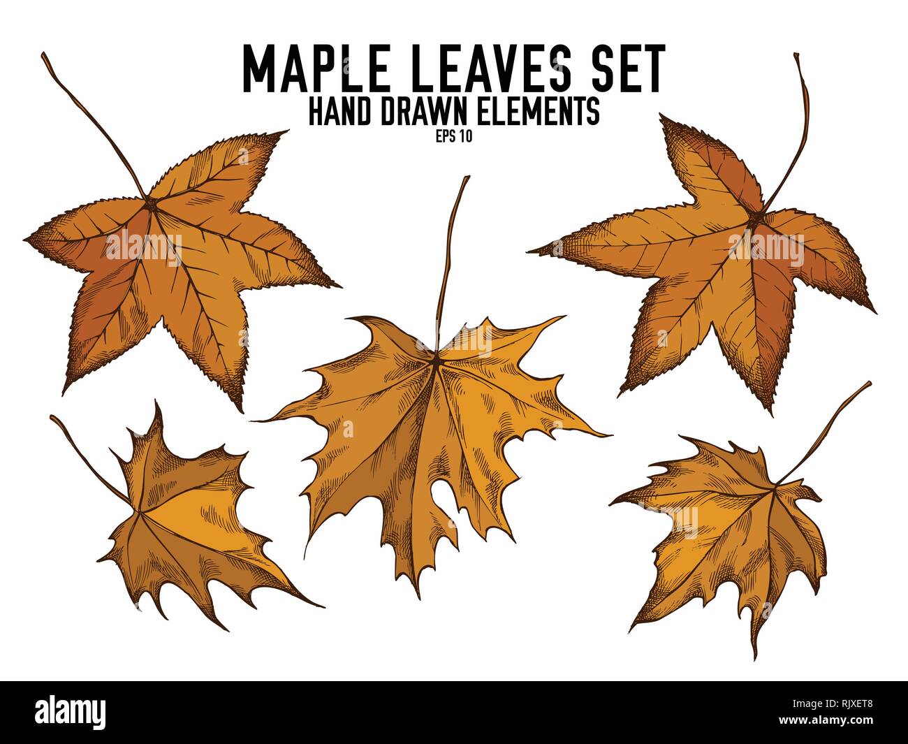 Vector collection of hand drawn colored maple leaves Stock Vector Image ...