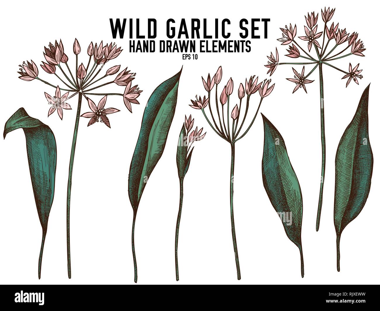 Garlic Plant Drawing High Resolution Stock Photography and Images - Alamy