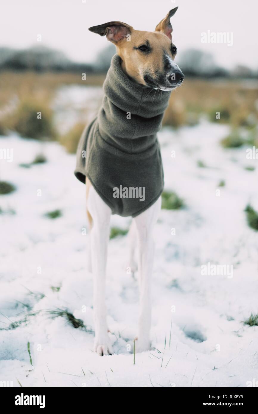 39 6 31 3 hi-res stock photography and images - Alamy