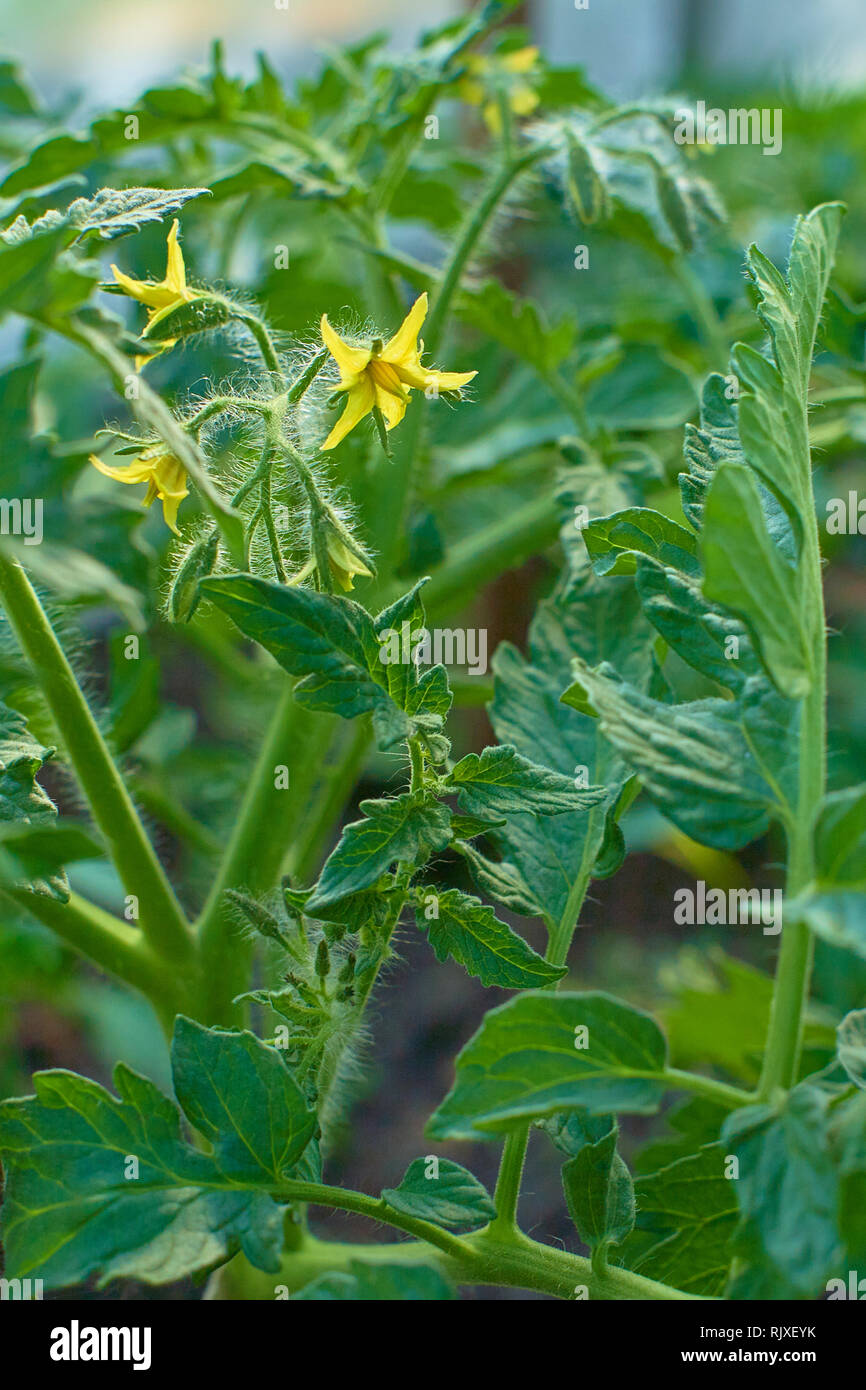 Tomato twigs hi-res stock photography and images - Alamy