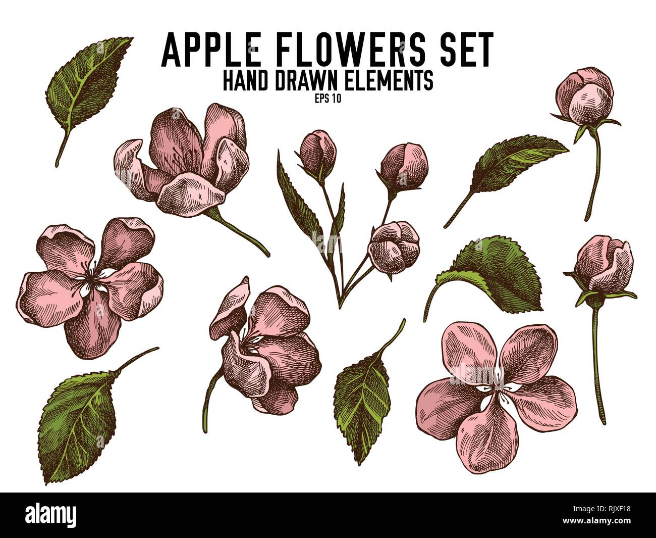 Vector collection of hand drawn colored apple flowers Stock Vector ...
