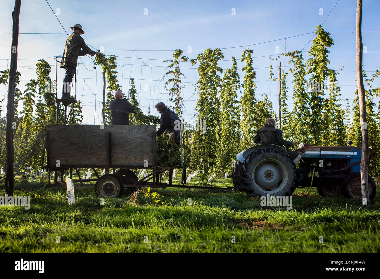 Hop pickers uk hi-res stock photography and images - Alamy