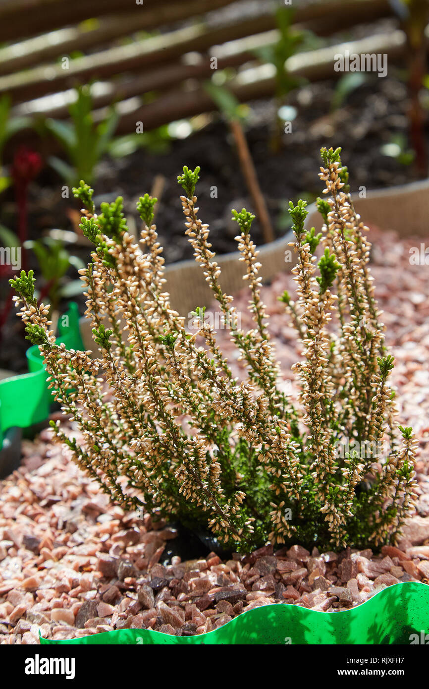 Heather flowers blossom. Calluna vulgaris flowers. Floral background ...