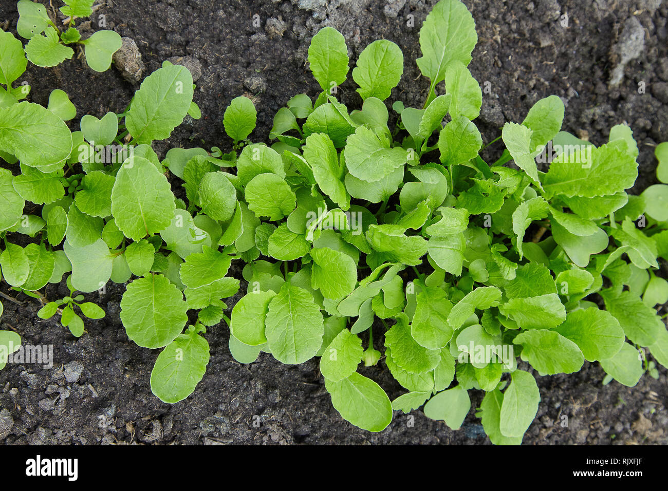 Radish seedling hi-res stock photography and images - Alamy