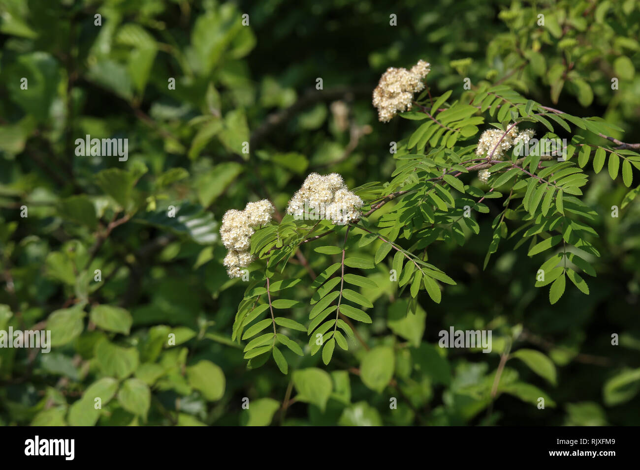 Flowering rowan in the forest Stock Photo - Alamy