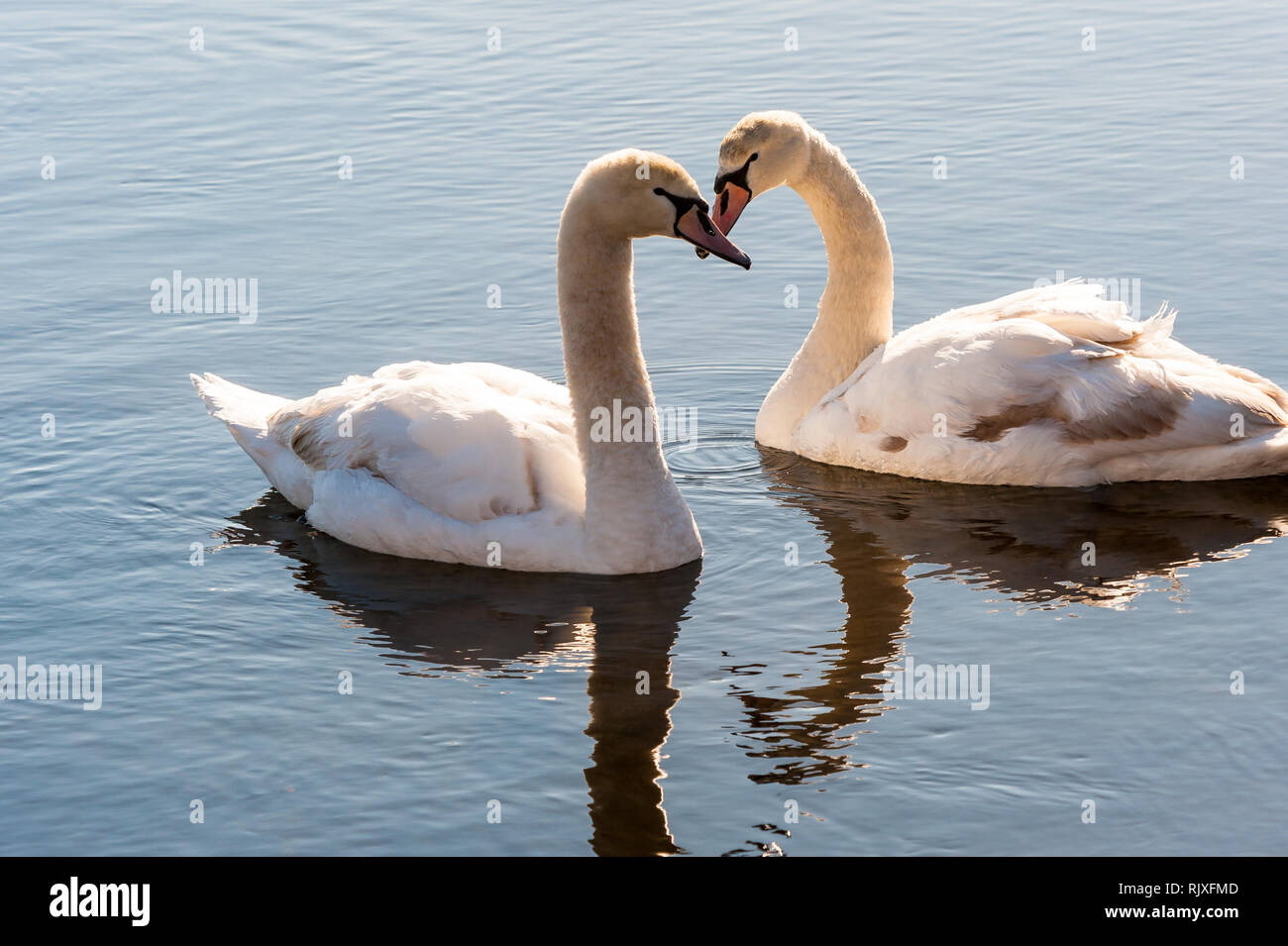Kissing swans hi-res stock photography and images - Alamy