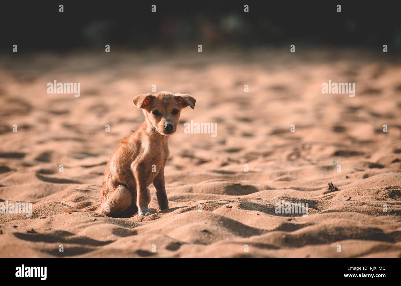 Lonely puppy hi-res stock photography and images - Alamy