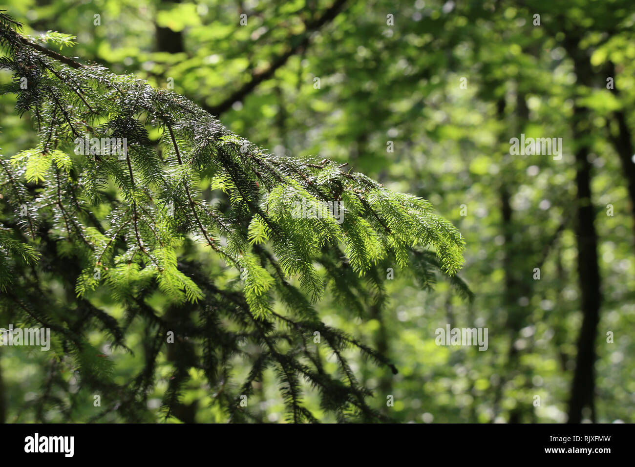 Coniferous trees in forest / Needles close-up Stock Photo - Alamy