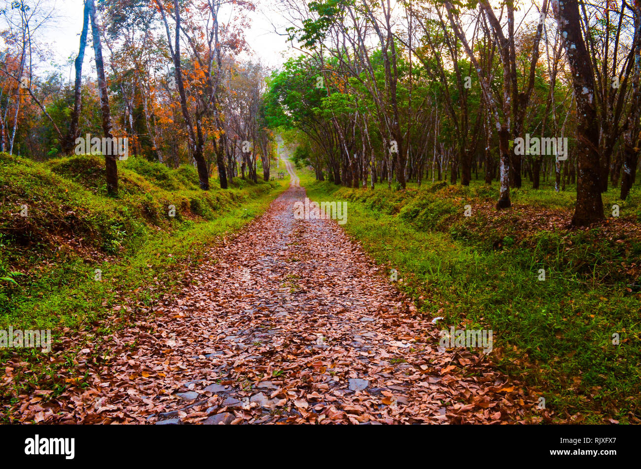 Tress way hi-res stock photography and images - Alamy