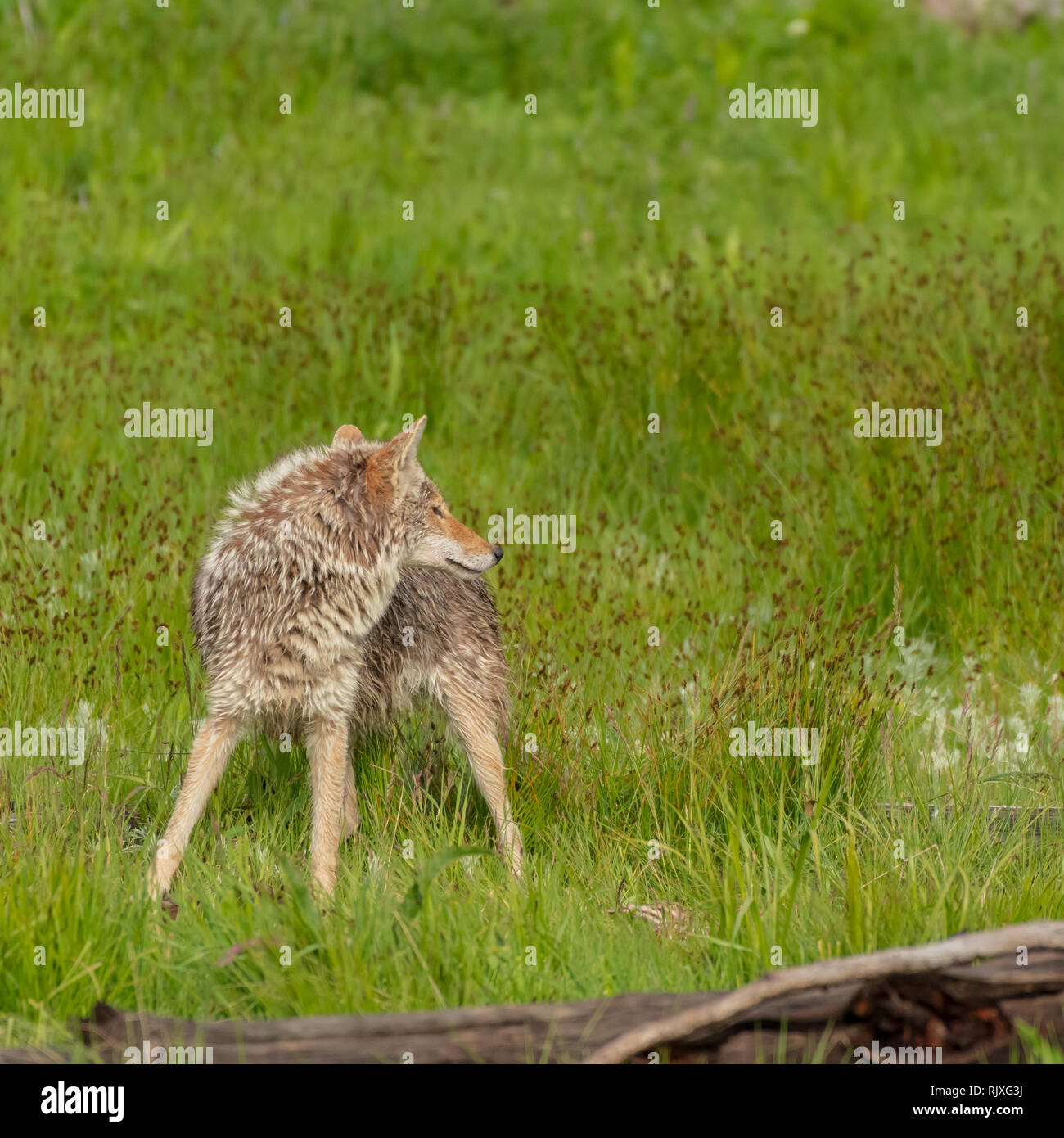 Coyote eating meat hi-res stock photography and images - Alamy