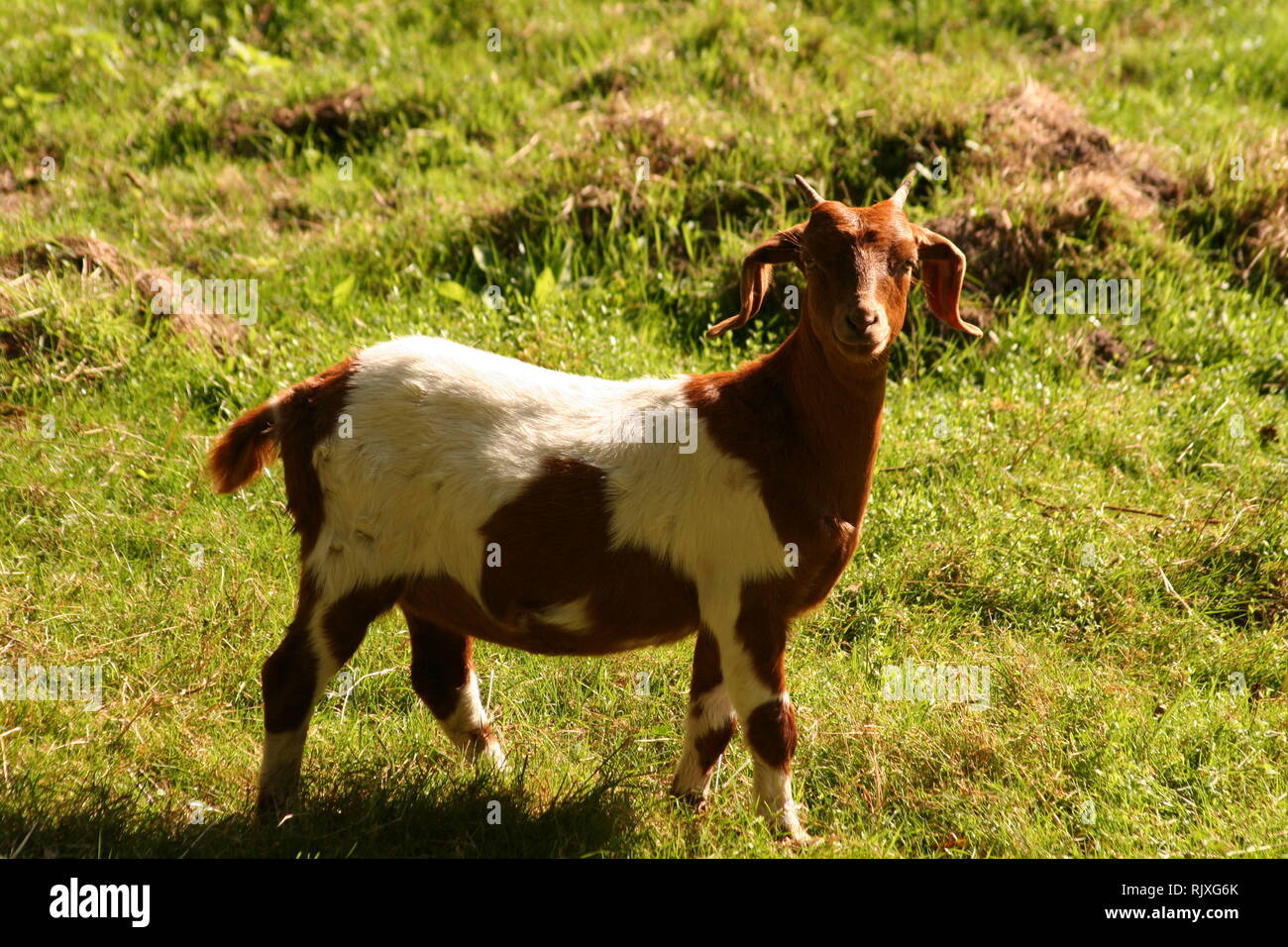 Goat lonely on green hi-res stock photography and images - Alamy