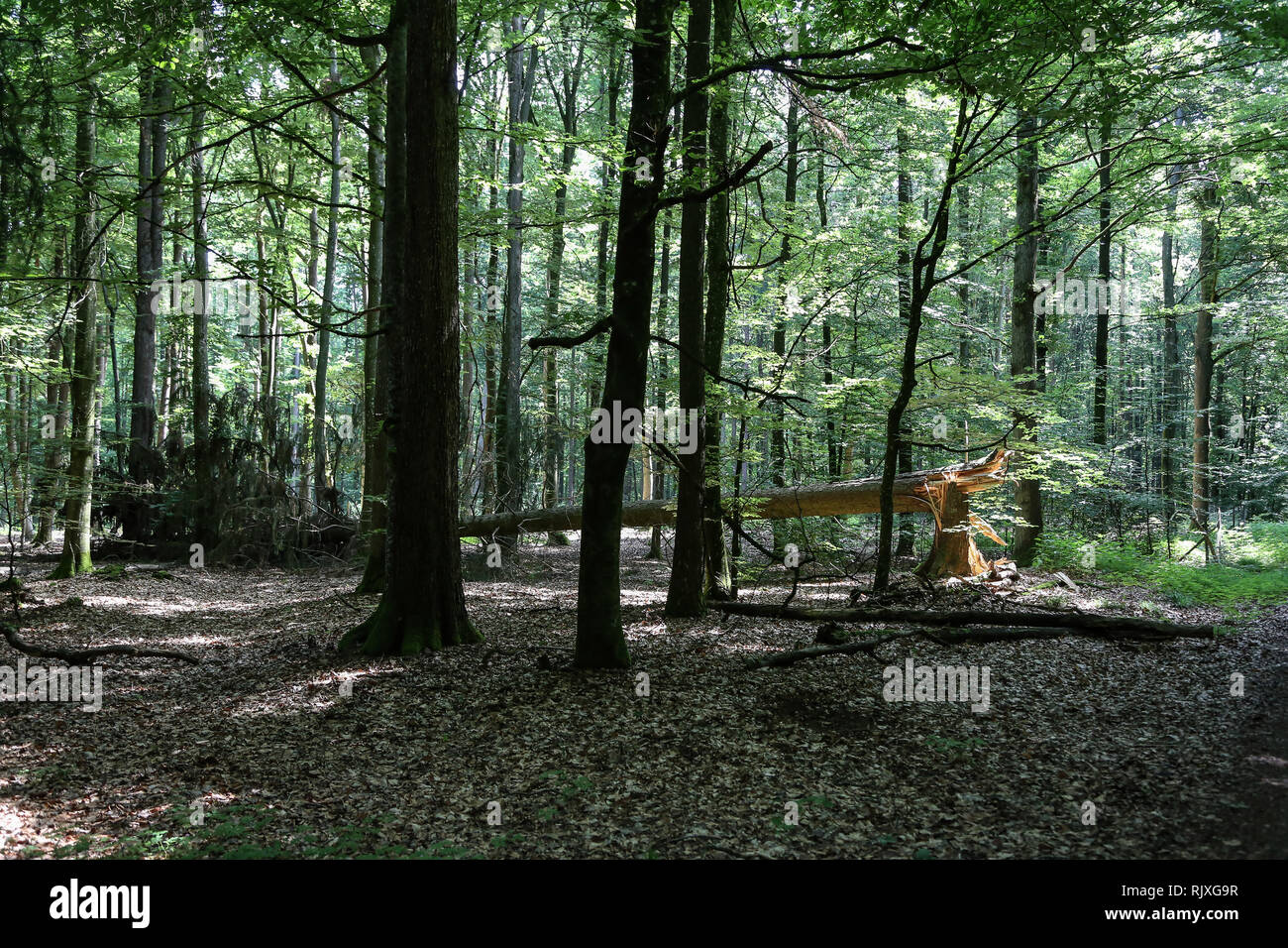 Forest landscape / A fallen tree Stock Photo - Alamy