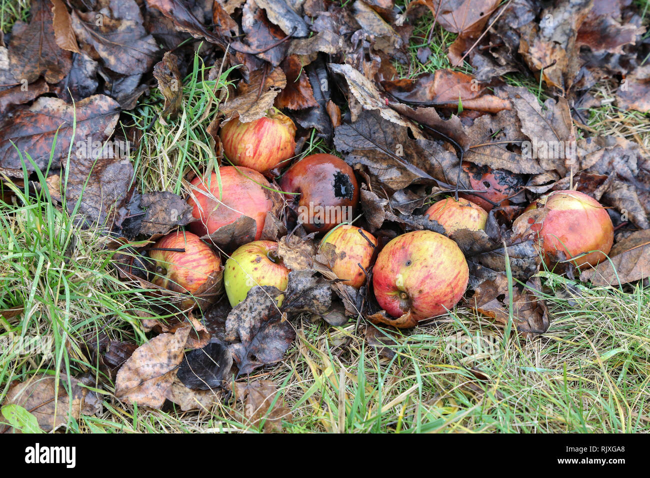 Apples that fell from a tree rot on the ground Stock Photo - Alamy