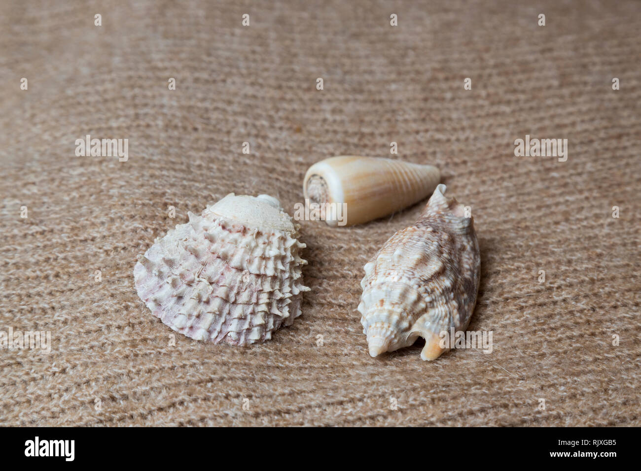 Sea shells on texture. Summer background. Top view Stock Photo - Alamy