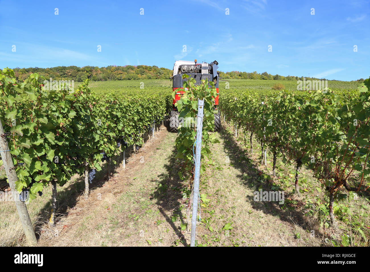 Harvesting grapes. Harvesting grapes by a combine harvester Stock Photo ...
