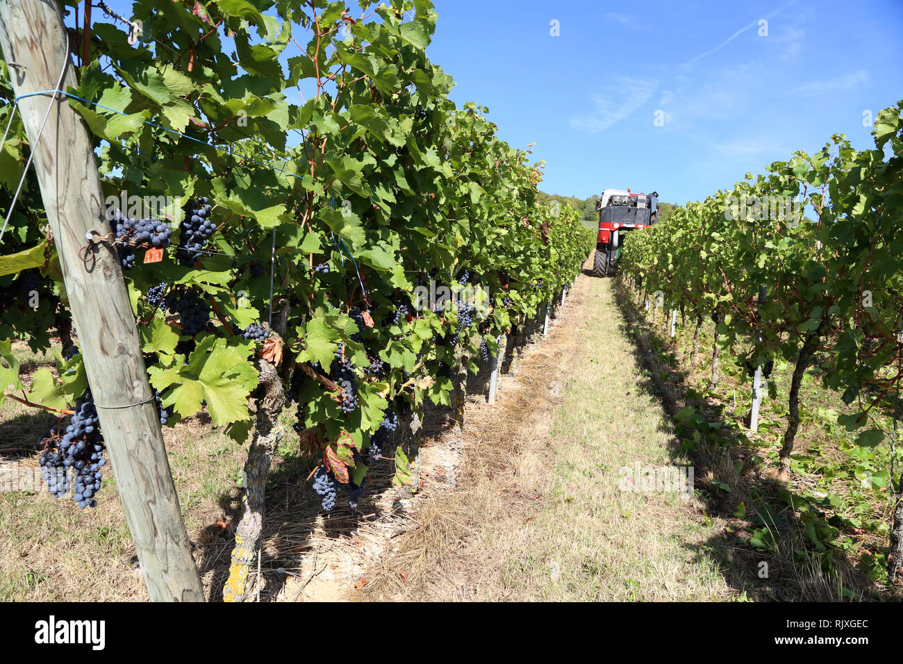 Harvesting grapes. Harvesting grapes by a combine harvester Stock Photo ...
