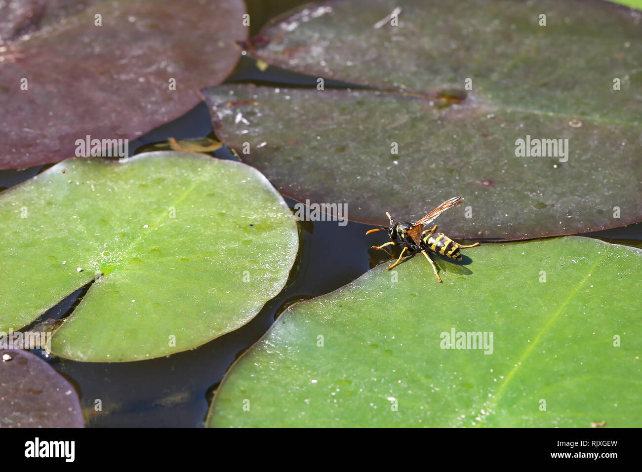 Wasps / Group wasps drinking water from a pond Stock Photo - Alamy