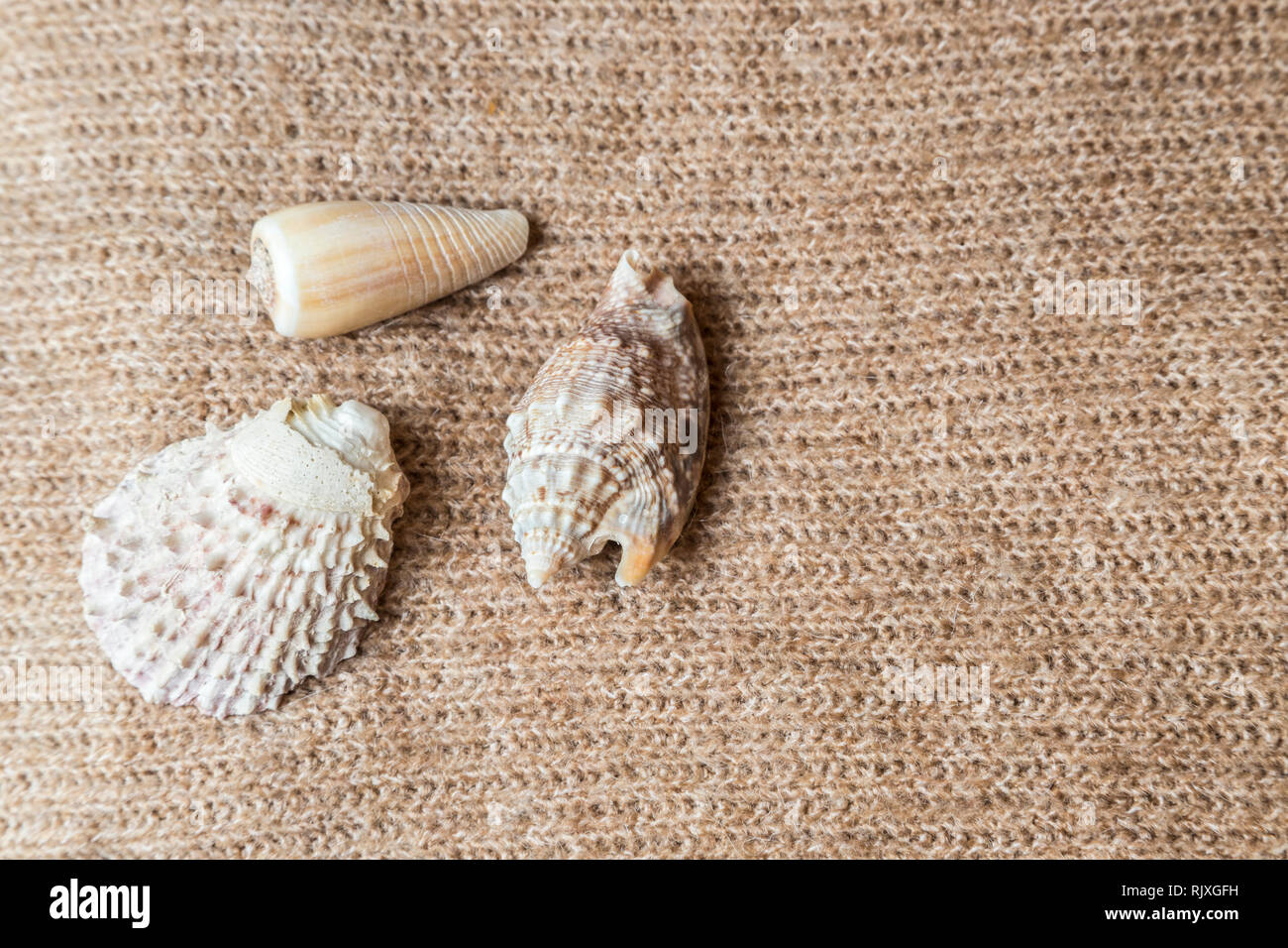 Sea shells on texture. Summer background. Top view Stock Photo - Alamy