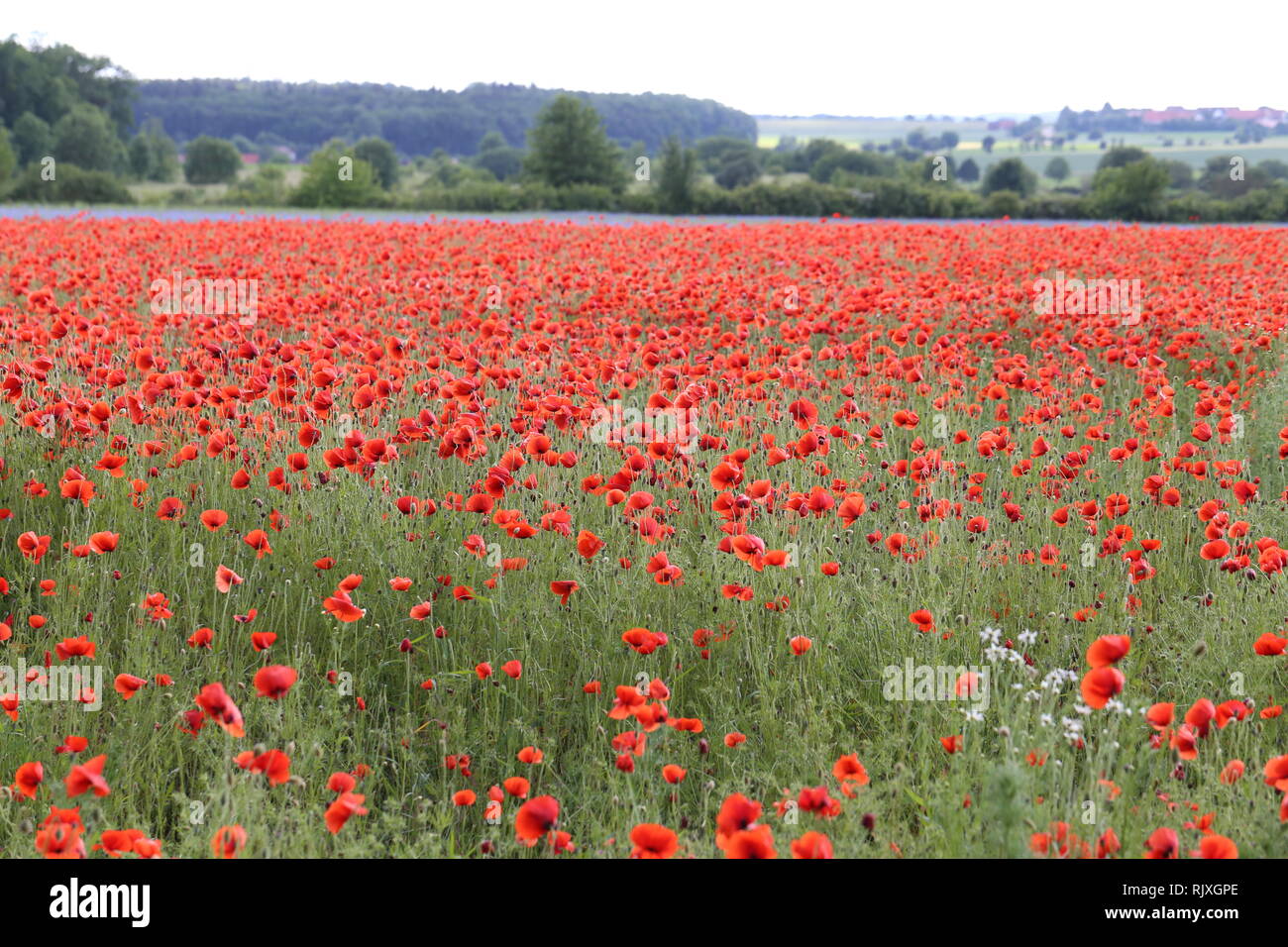 Red Poppy Field, A huge field with red poppies Stock Photo - Alamy