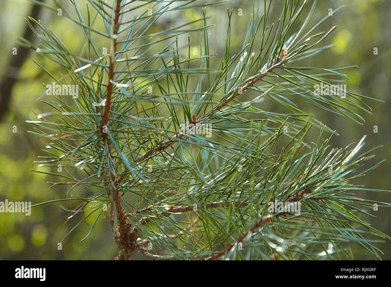 Branch of pine with small young bumps in the forest. Fluffy branch with ...