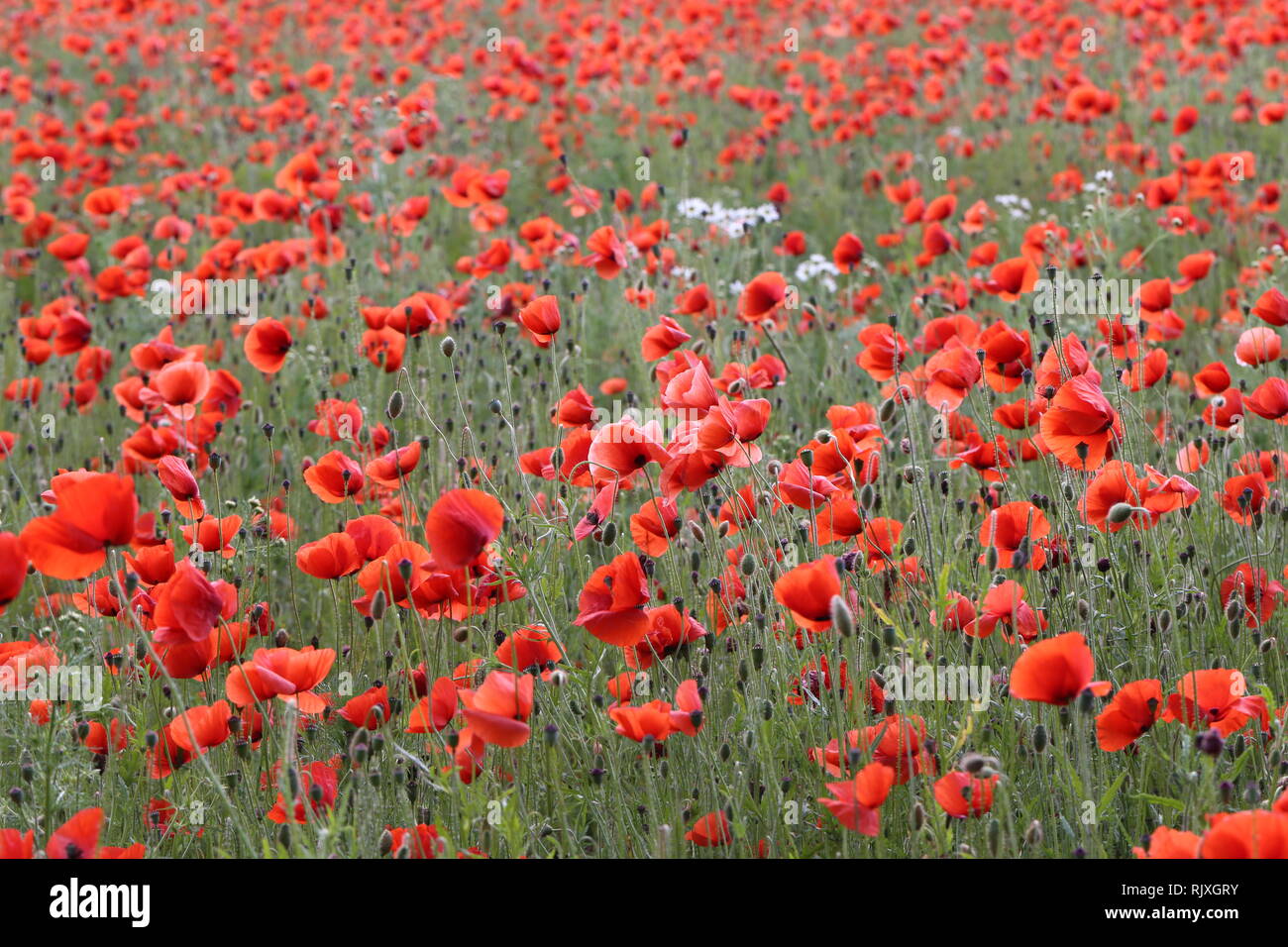 Red Poppy Field, A huge field with red poppies Stock Photo - Alamy