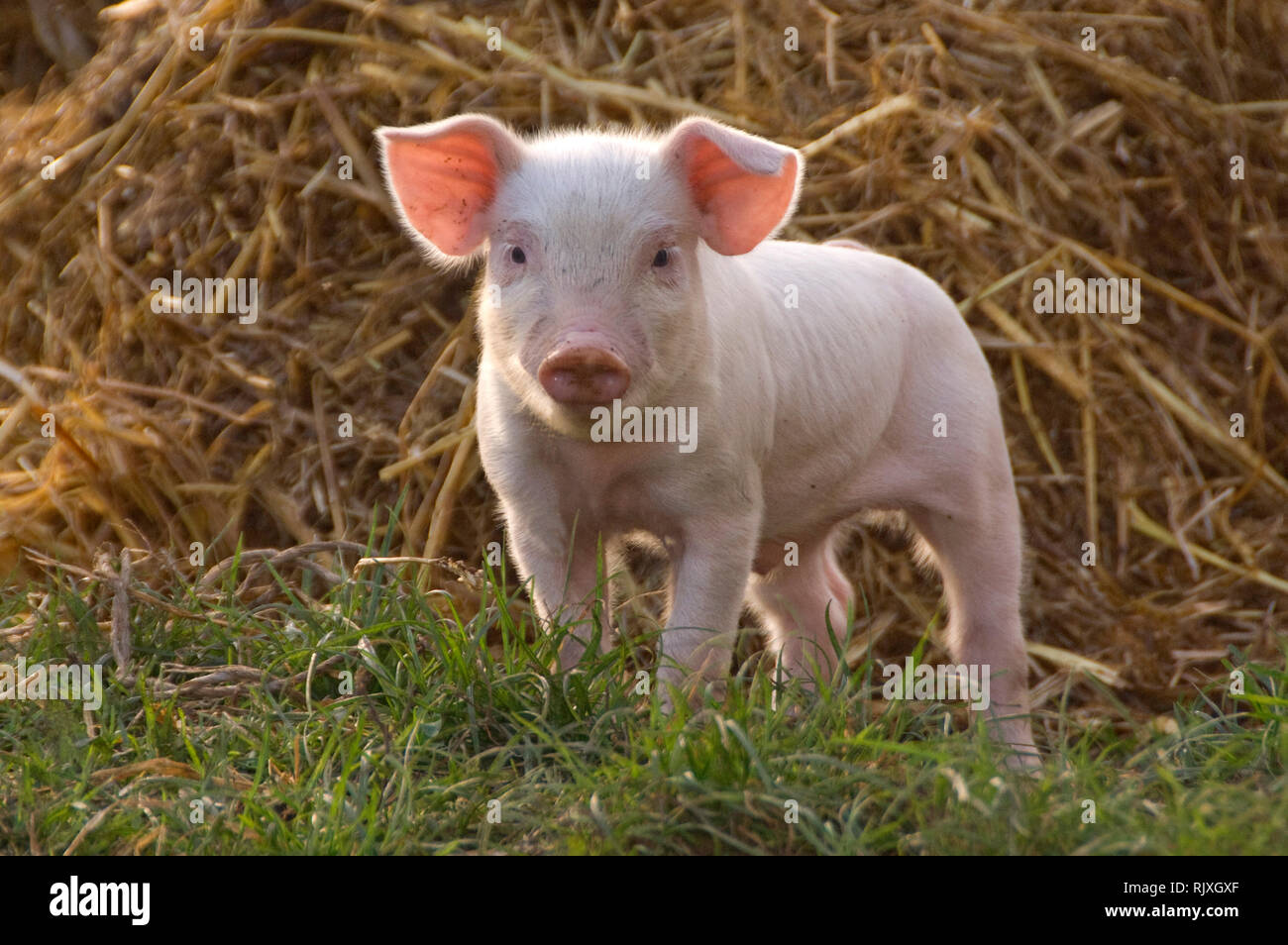 Pig with her piglet hi-res stock photography and images - Alamy