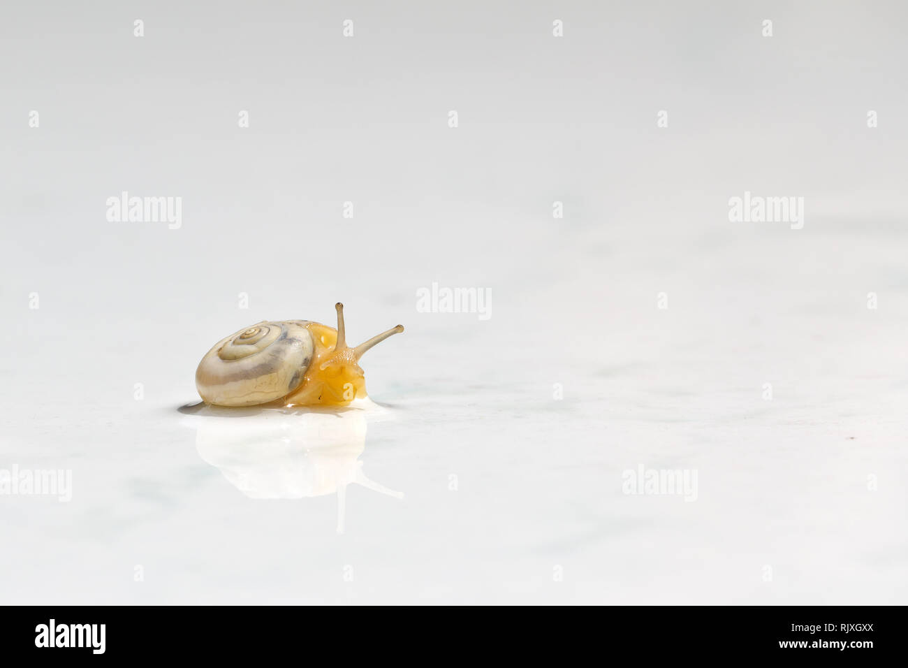 Snails on lettuce hi-res stock photography and images - Alamy